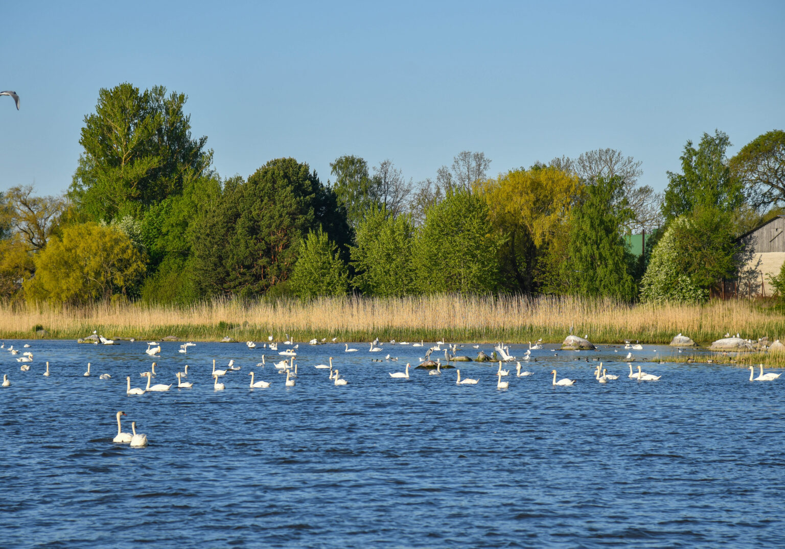Tõstamaa mõisa muuseum | Loodus